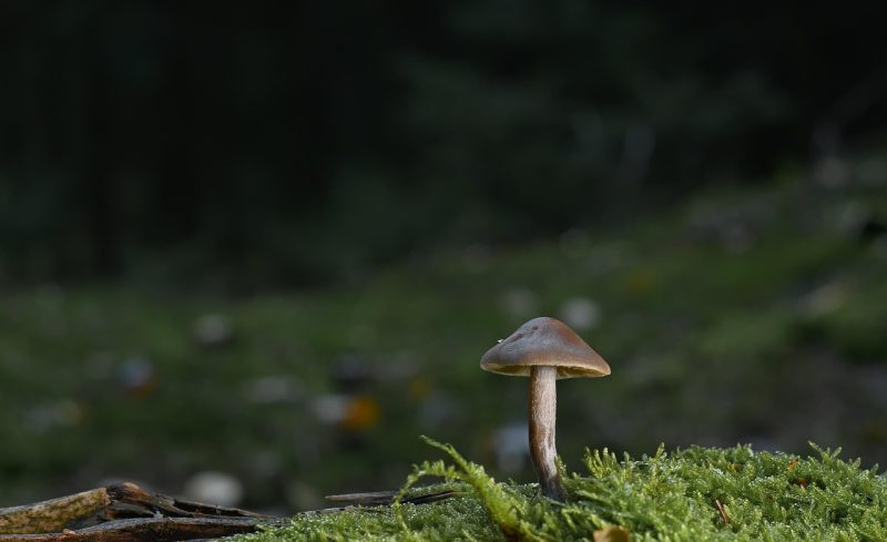 Science and Nature - Glopedia